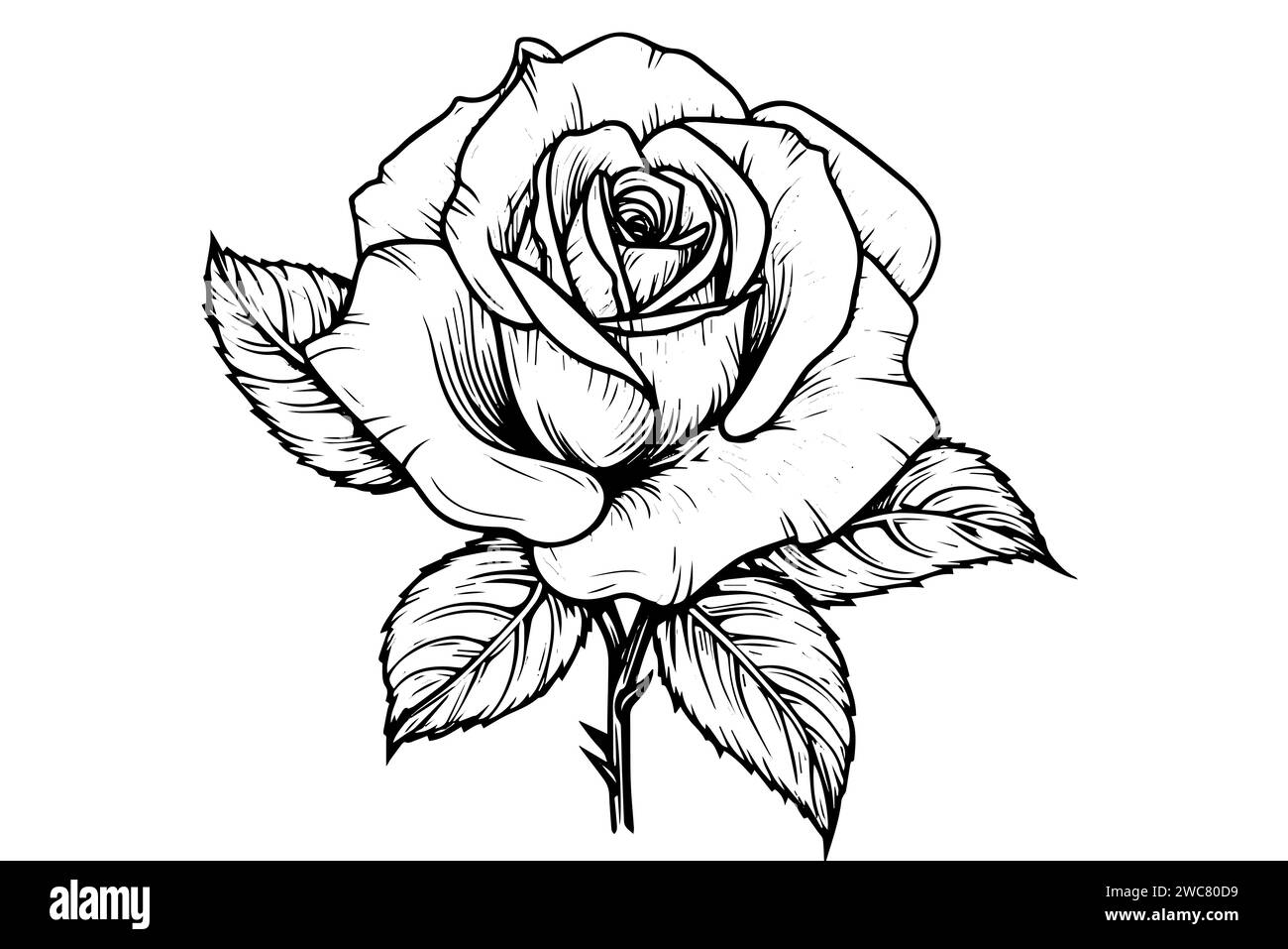 Rose flower hand drawn ink sketch. Engraving style vector illustration Stock Vector Image & Art ...