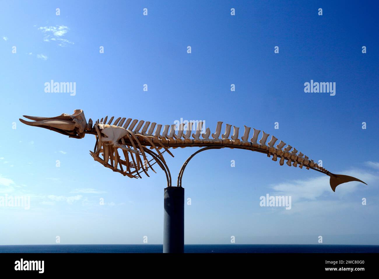 Preserved whale skeleton (Cuvier's beaked whale - ziphius caviostris ...