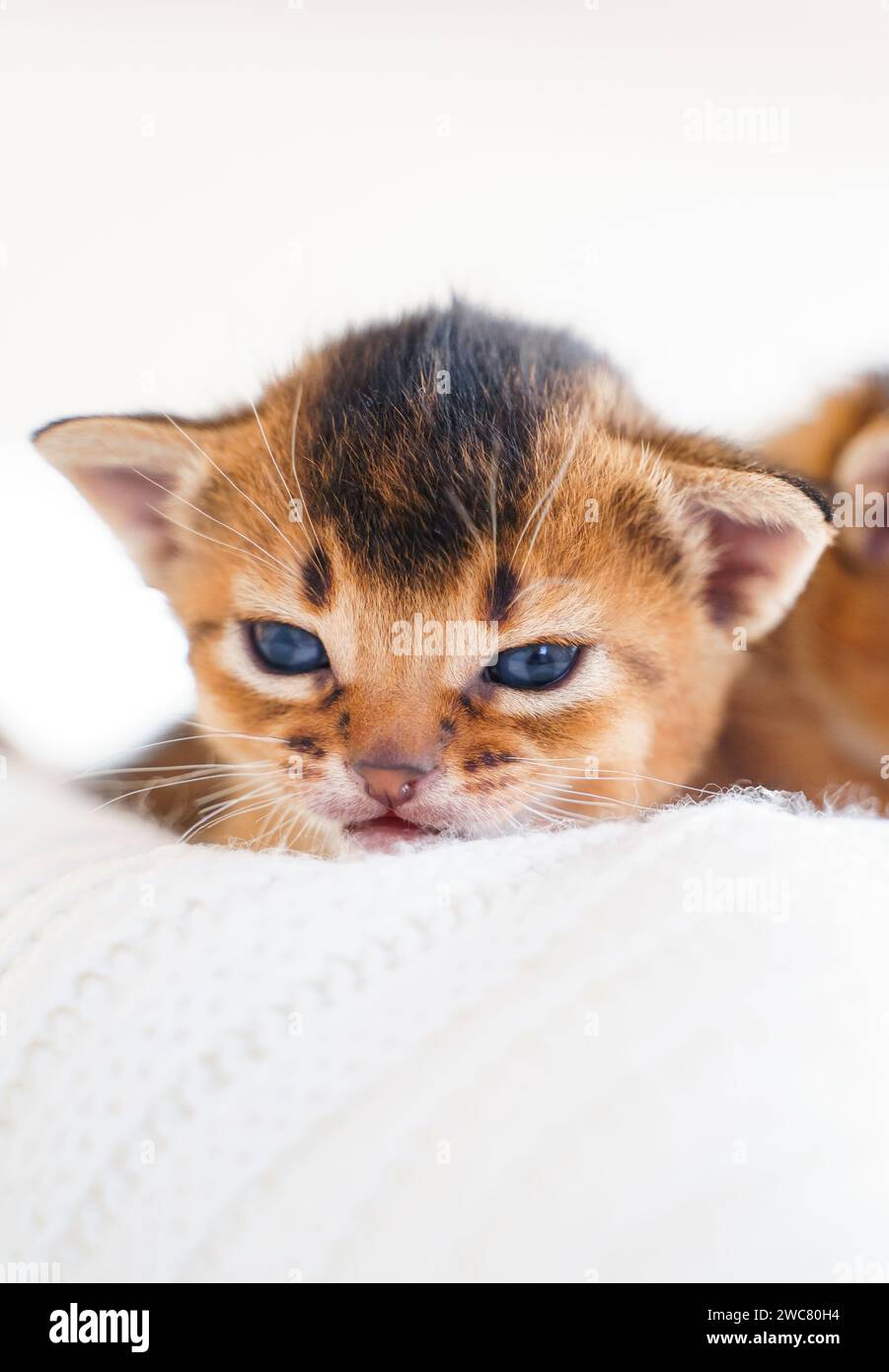 Small little newborn kitty, wild-colored kittens of Abyssinian cat ...