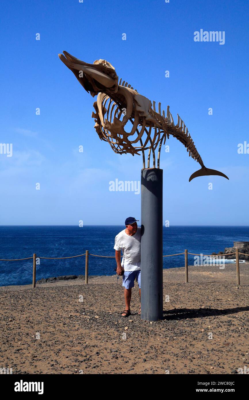 Preserved whale skeleton (Cuvier's beaked whale - ziphius caviostris ...