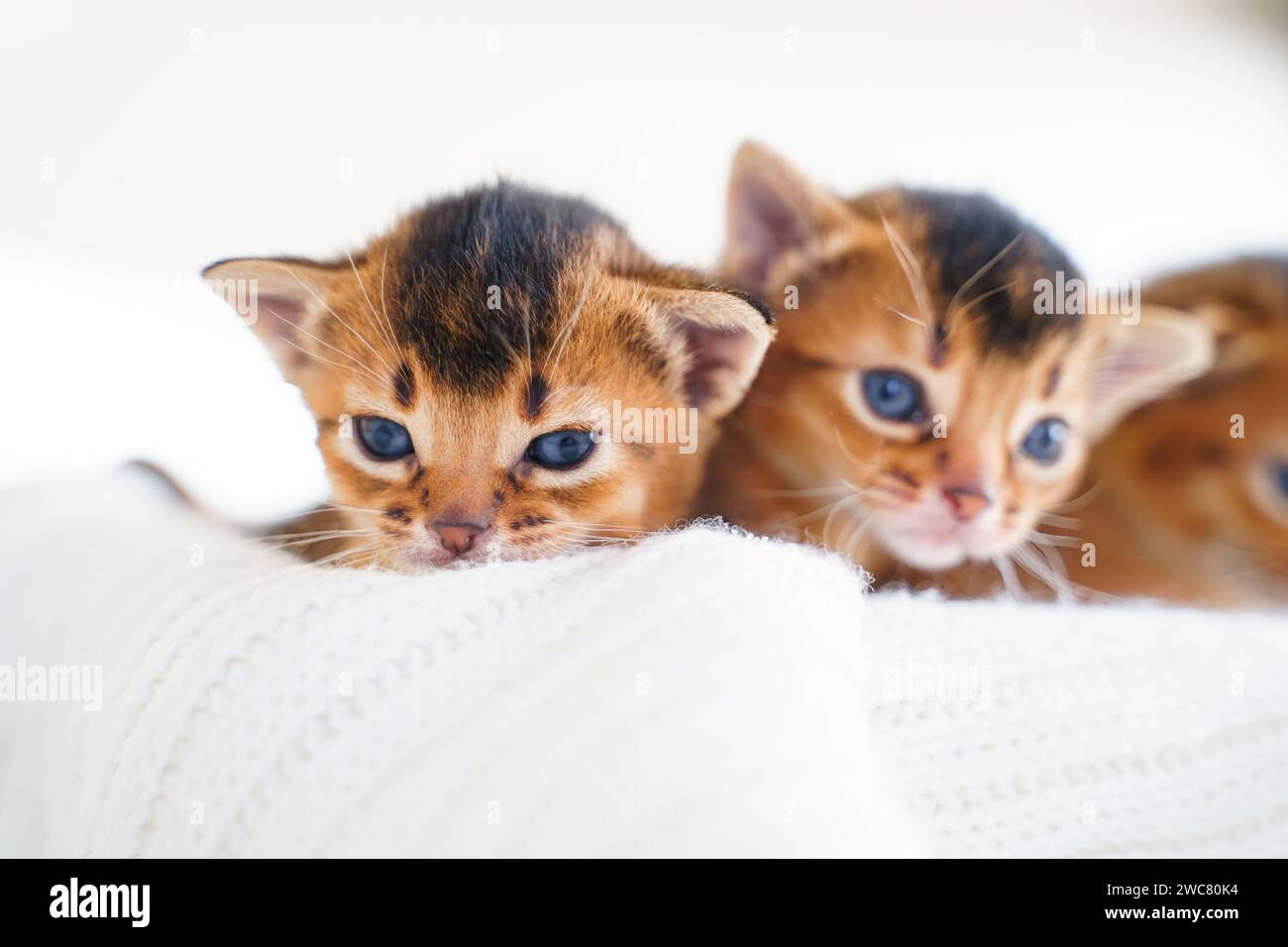 Small little newborn kitty, wild-colored kittens of Abyssinian cat ...