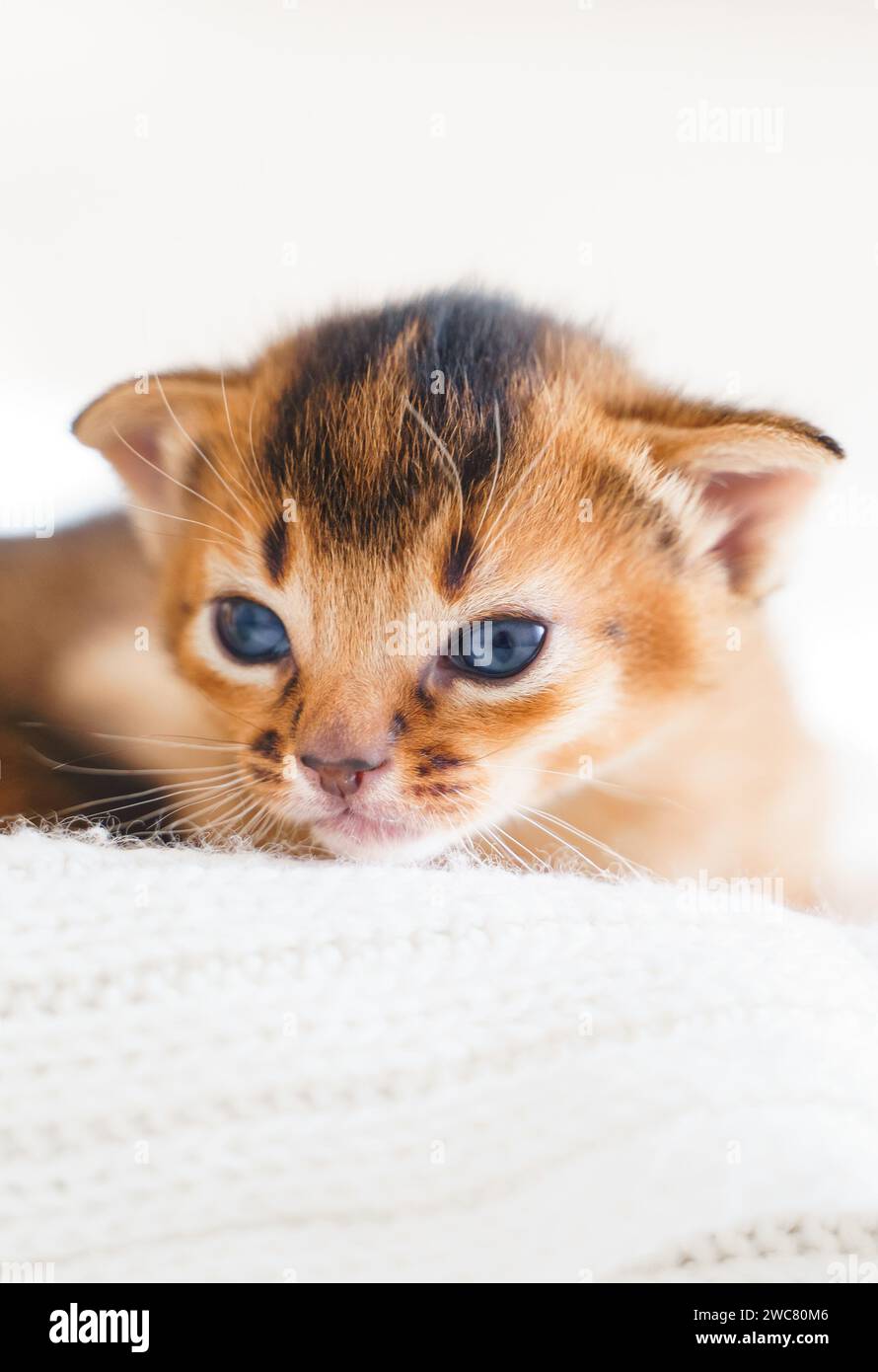 Small little newborn kitty, wild-colored kittens of Abyssinian cat ...