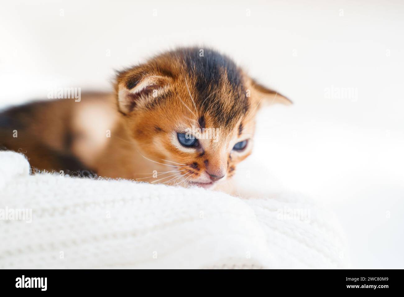 Small little newborn kitty, wild-colored kittens of Abyssinian cat ...