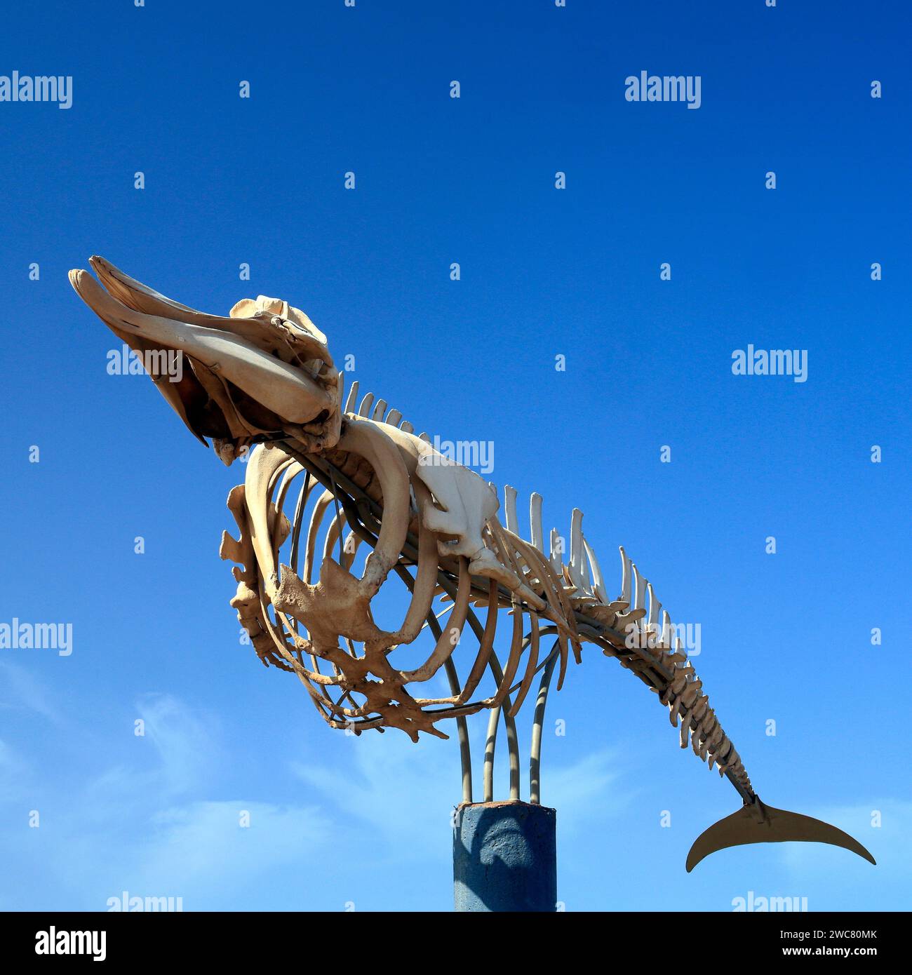 Preserved whale skeleton (Cuvier's beaked whale - ziphius caviostris ...