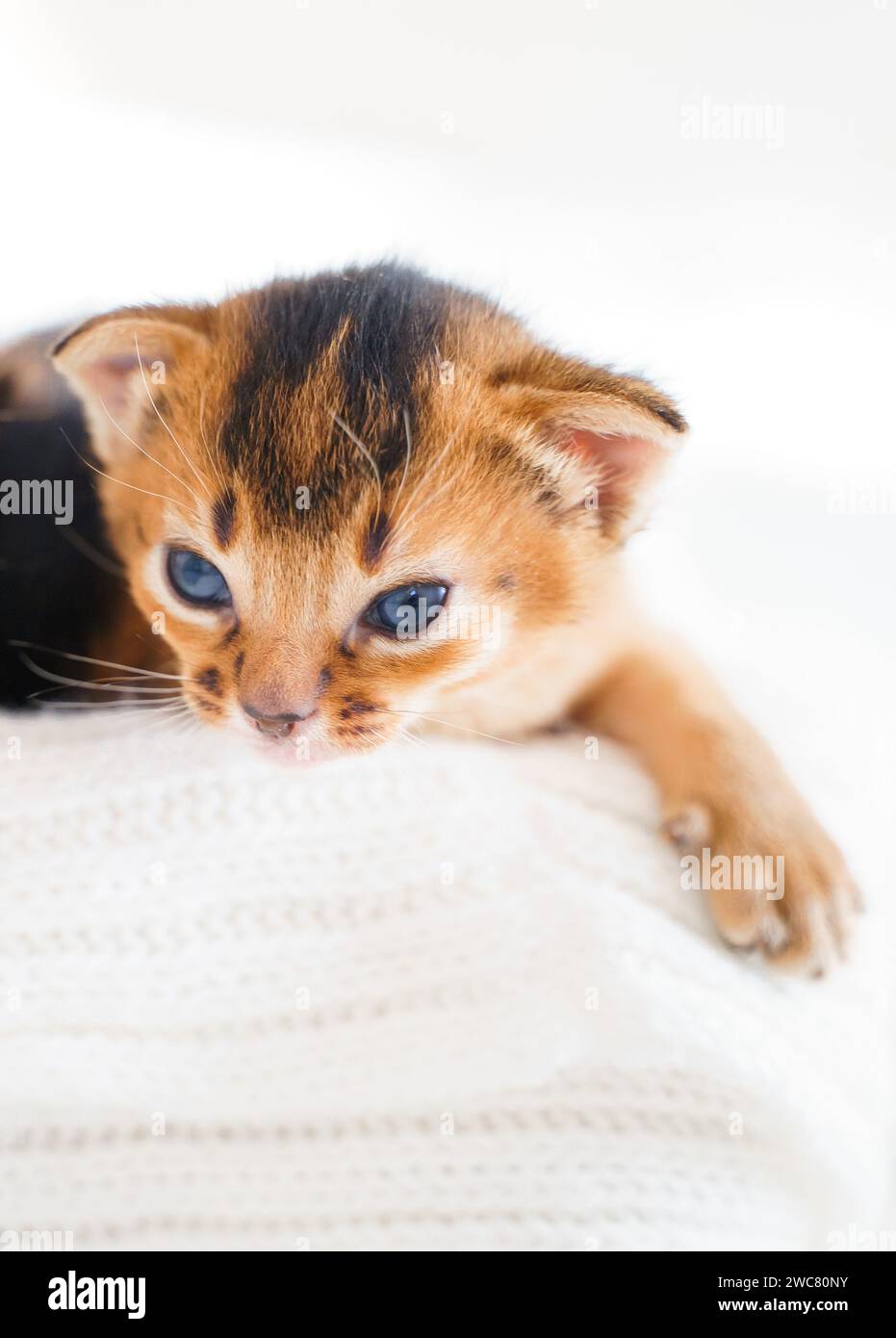 Small little newborn kitty, wild-colored kittens of Abyssinian cat ...