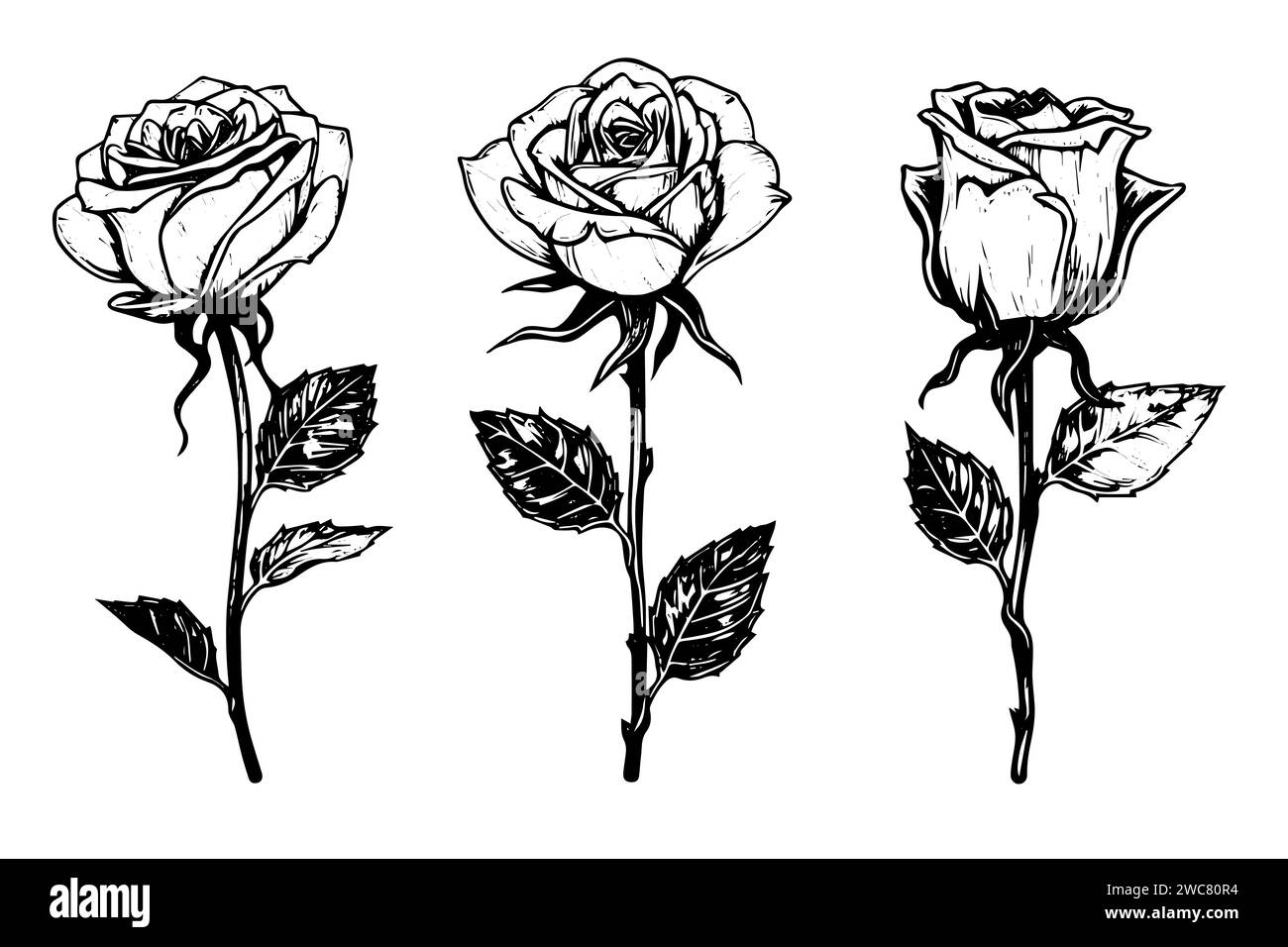 Set of rose flower hand drawn ink sketch. Engraving style vector illustration Stock Vector Image ...
