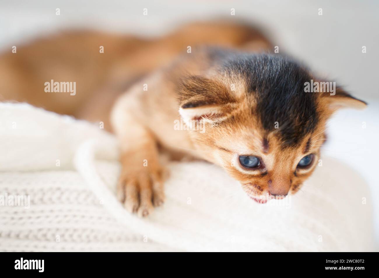 Small little newborn kitty, wild-colored kittens of Abyssinian cat ...