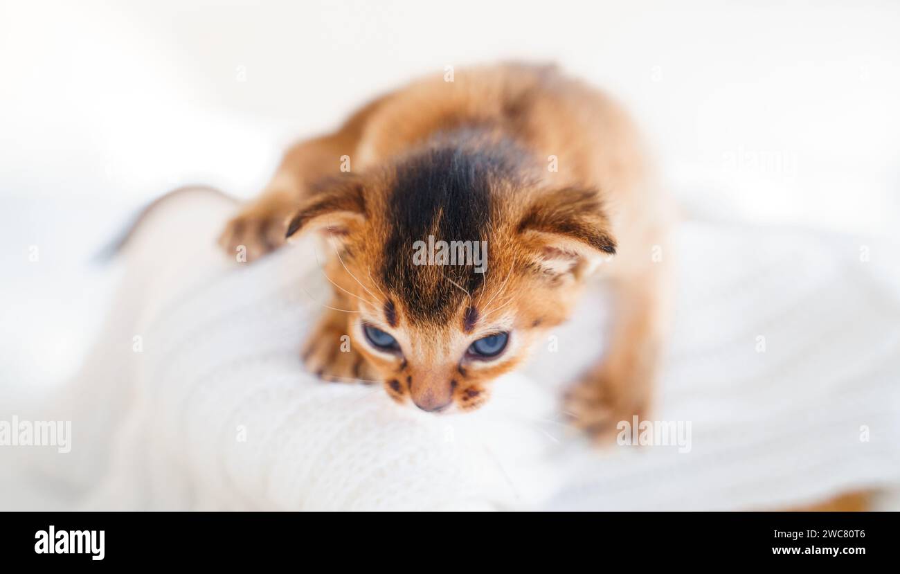 Abyssinian kittens basket hi-res stock photography and images - Alamy