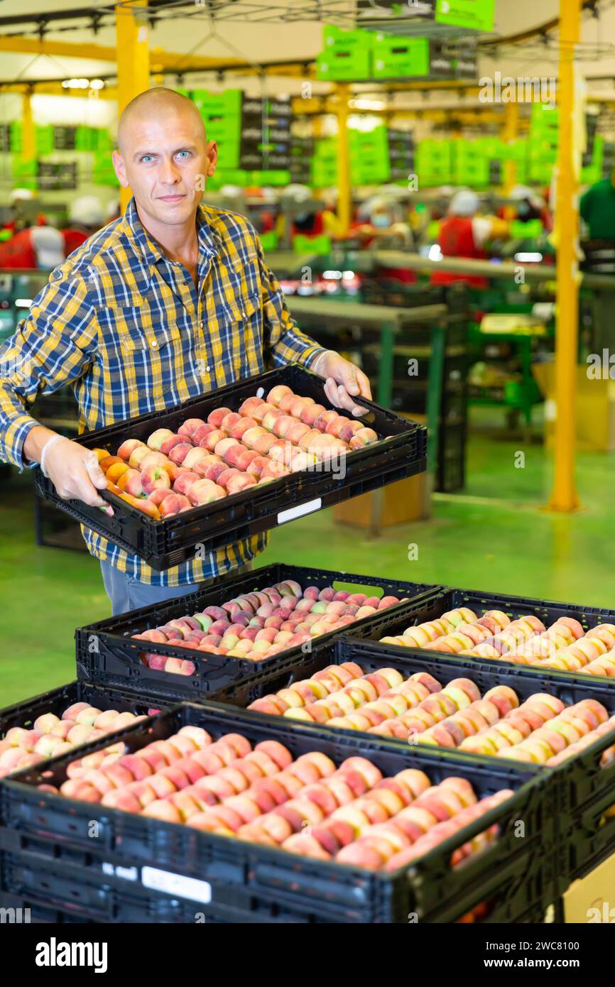 man loading peaches at the warehouse Stock Photo - Alamy