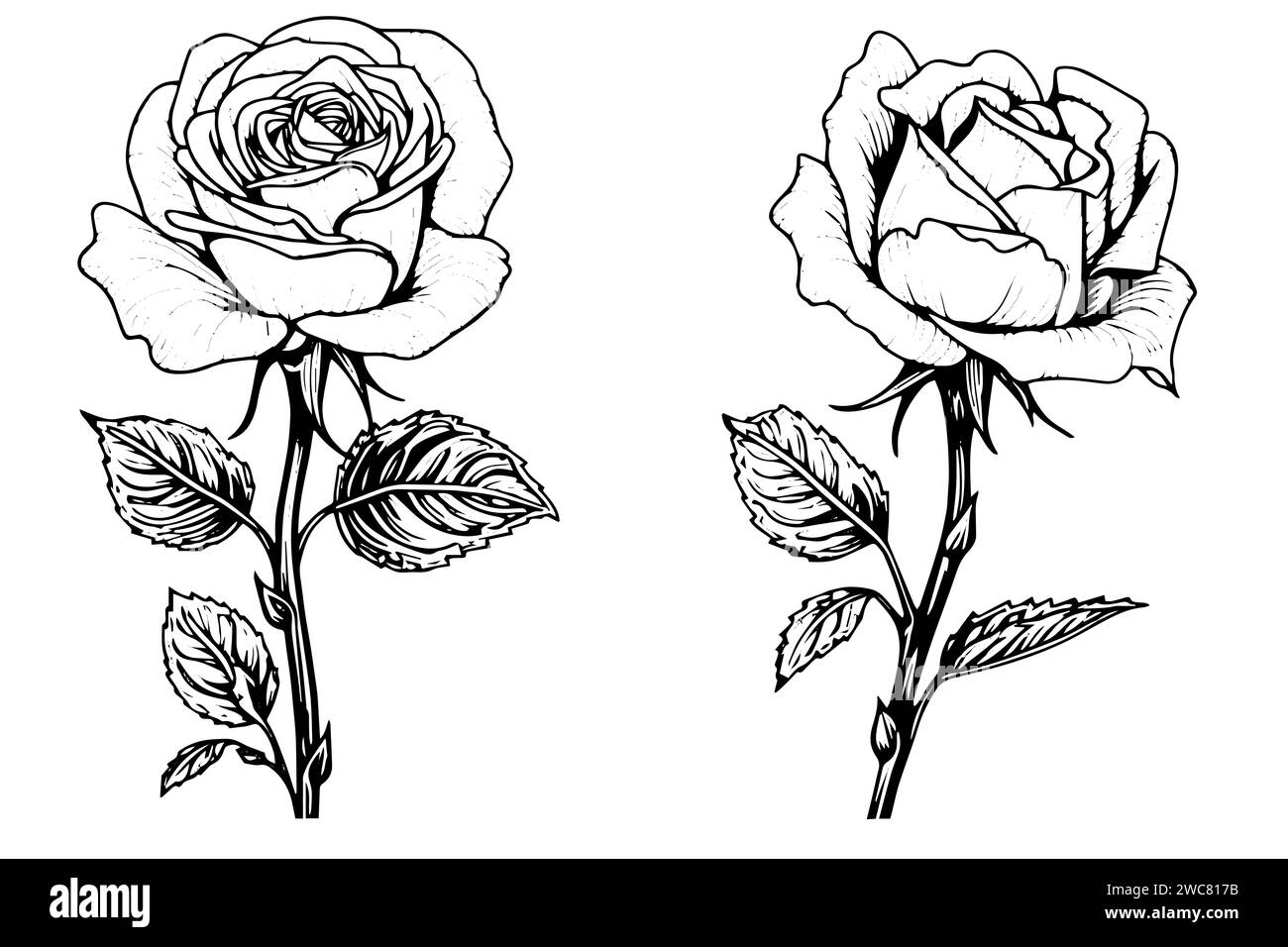 Set of rose flower hand drawn ink sketch. Engraving style vector ...