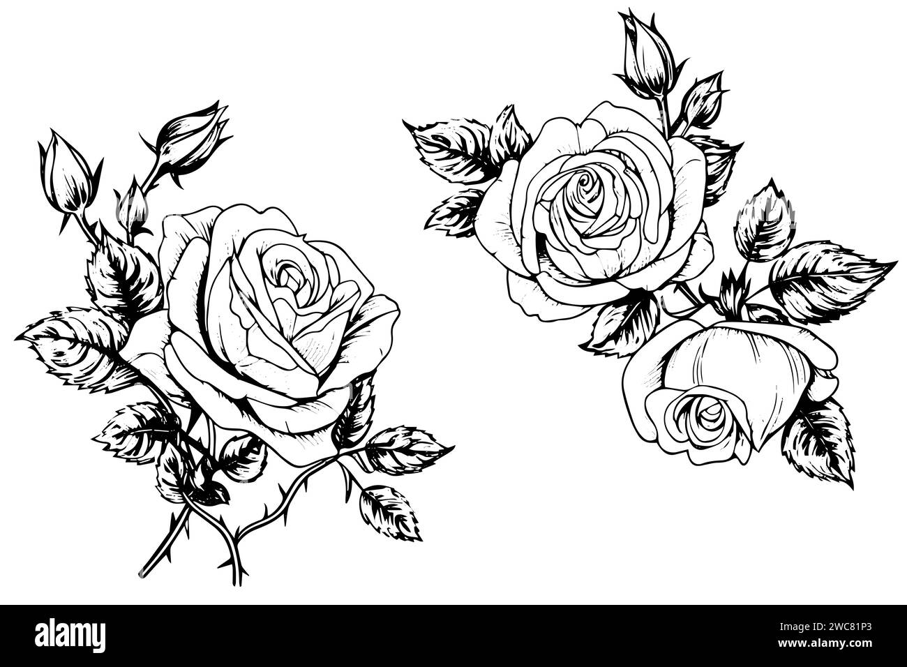 Set of rose flower hand drawn ink sketch. Engraving style vector illustration Stock Vector Image ...