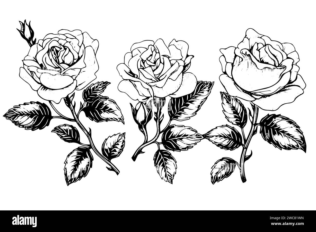 Set of rose flower hand drawn ink sketch. Engraving style vector ...