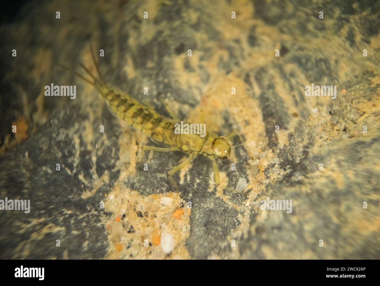 Small minnow mayfly larva (Baetidae Stock Photo - Alamy