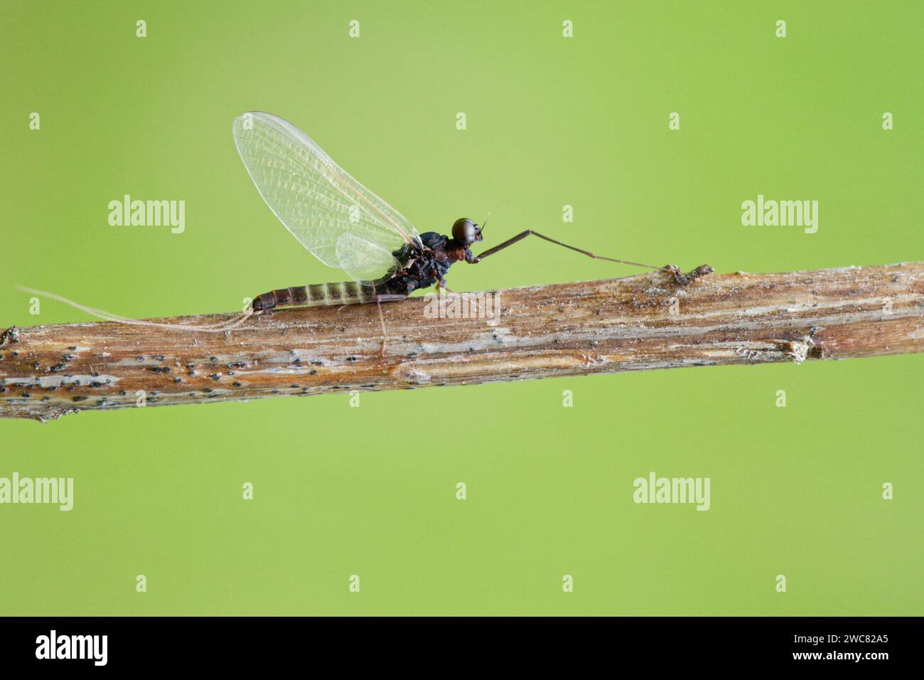 Mayfly baetidae hi-res stock photography and images - Alamy