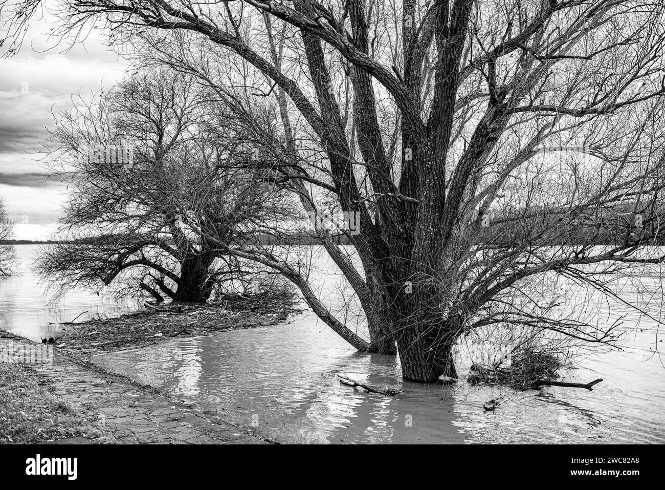 Plastic waste, solid waste, wood chips in the river, canal, along the ...