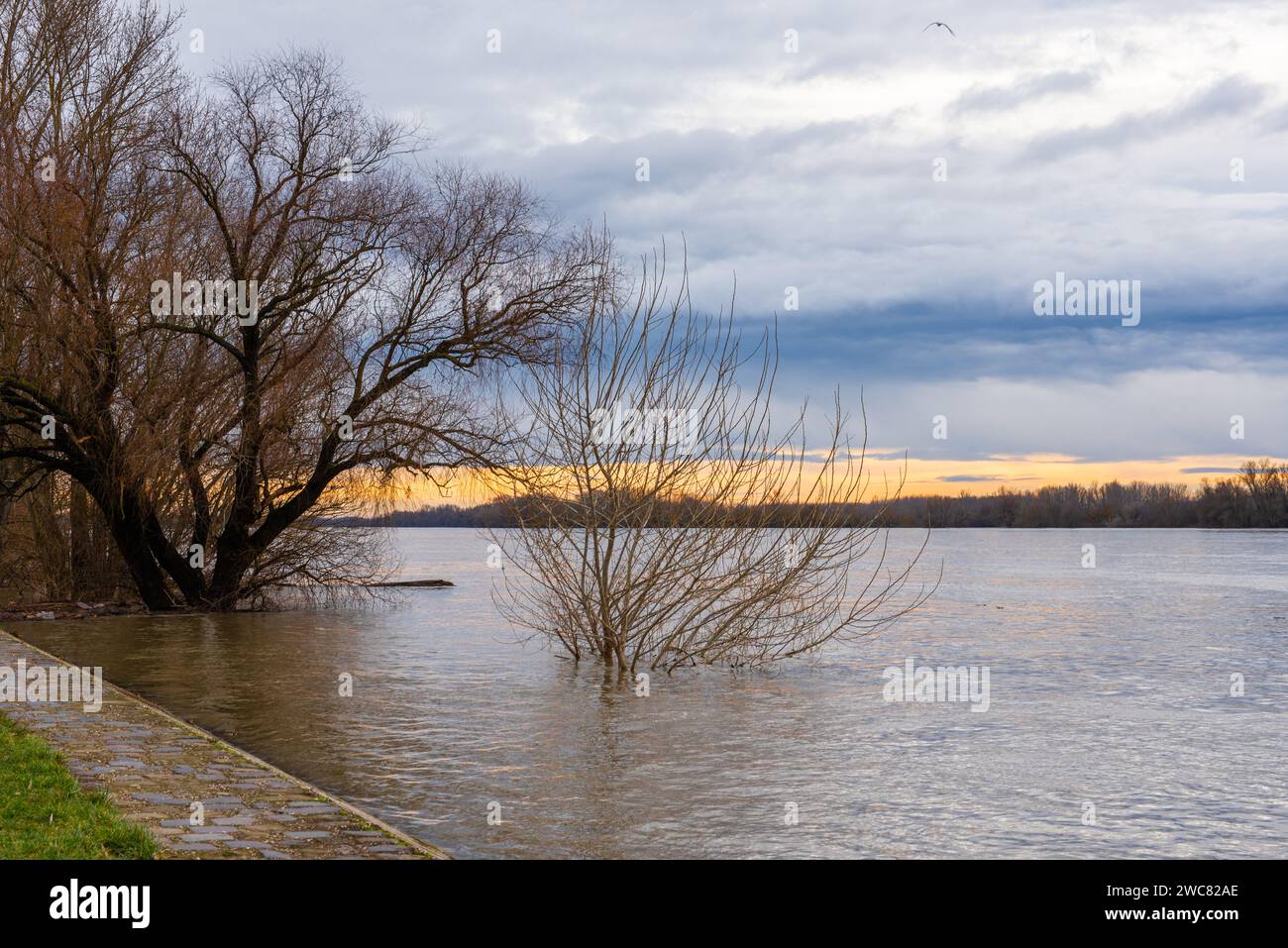Landscape. Sunset. high water level in the river during a flood. trees ...