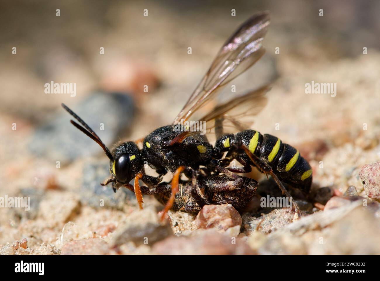 Sand tailed digger wasp carrying prey (Cerceris arenaria Stock Photo ...