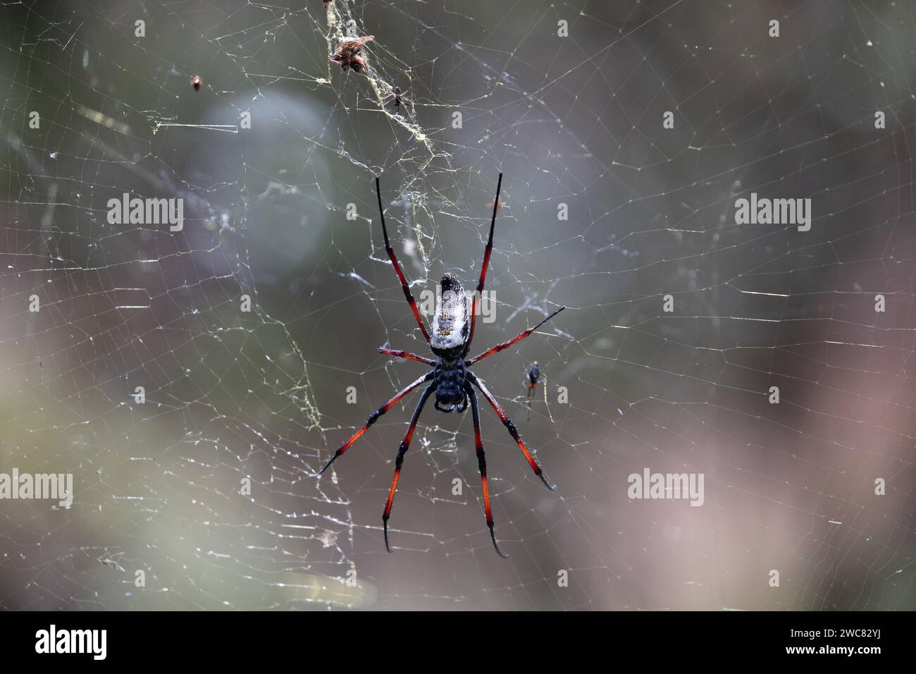 Silk Orb-Weaver (Trichonephila Nephila inaurata madagascariensis ...