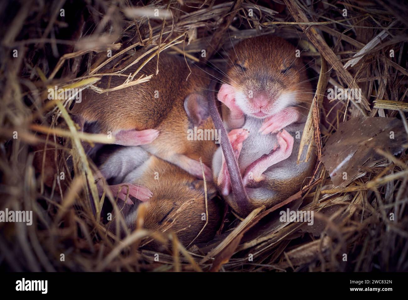 Baby mice sleeping in the nest in funny position (Mus musculus Stock ...