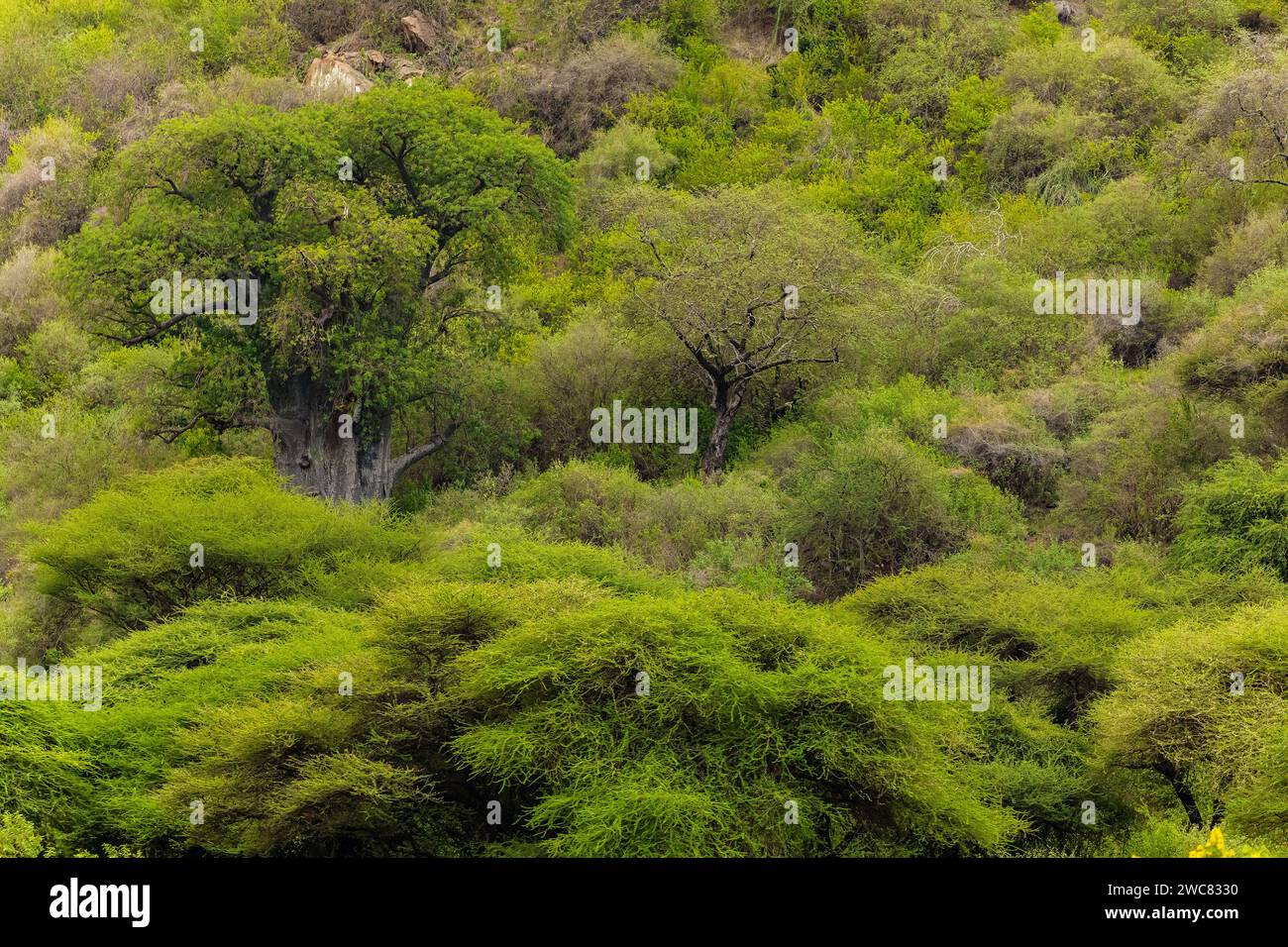 Natural green background treetops on mountain slope. African forest ...