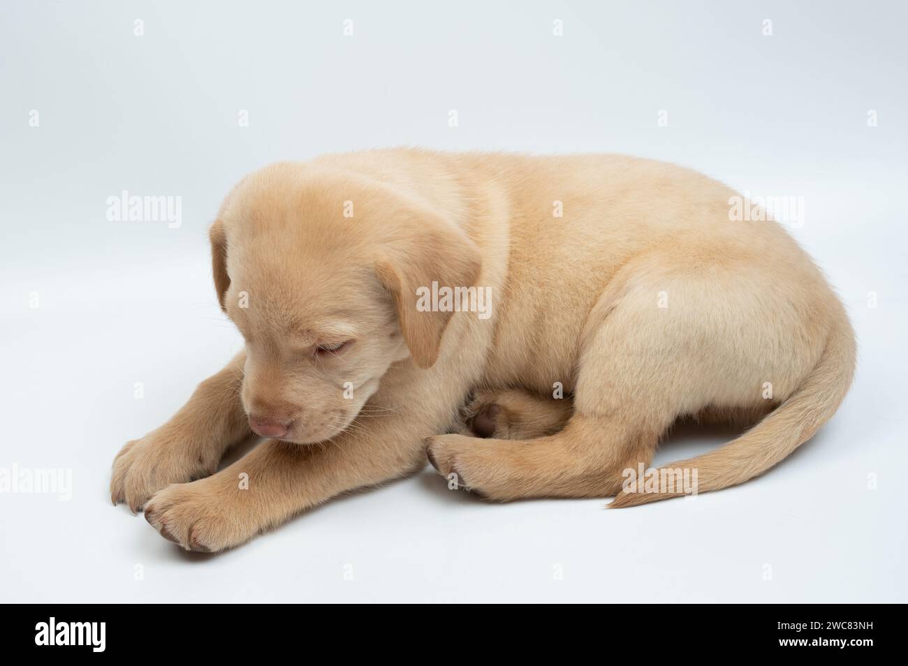 Resting labrador puppy sitting side view on white studio background ...
