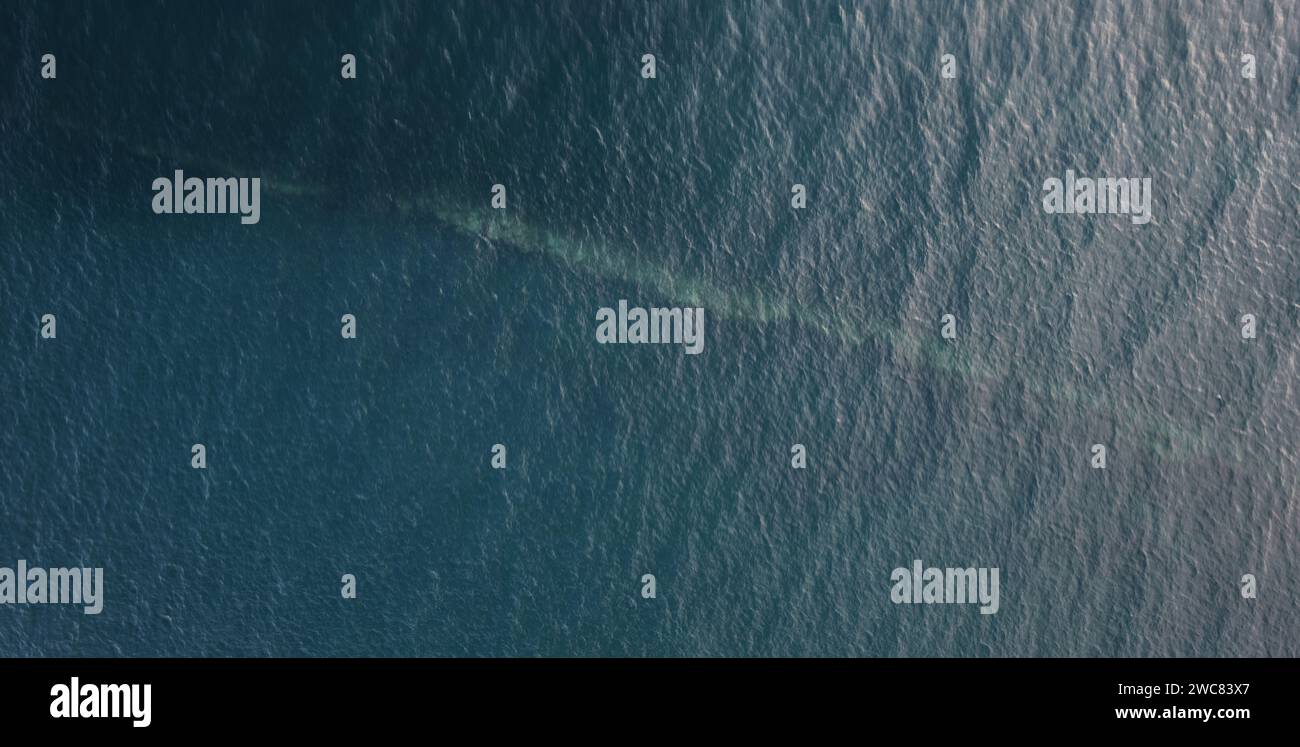 Wet marine hi-res stock photography and images - Alamy