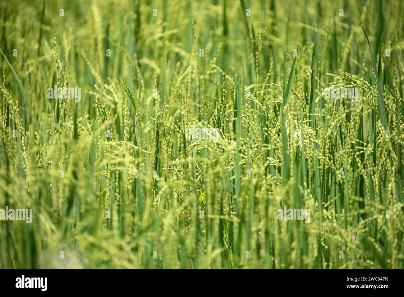 rice spikelet inflorescence. Close-up to green rice seeds in ear of ...