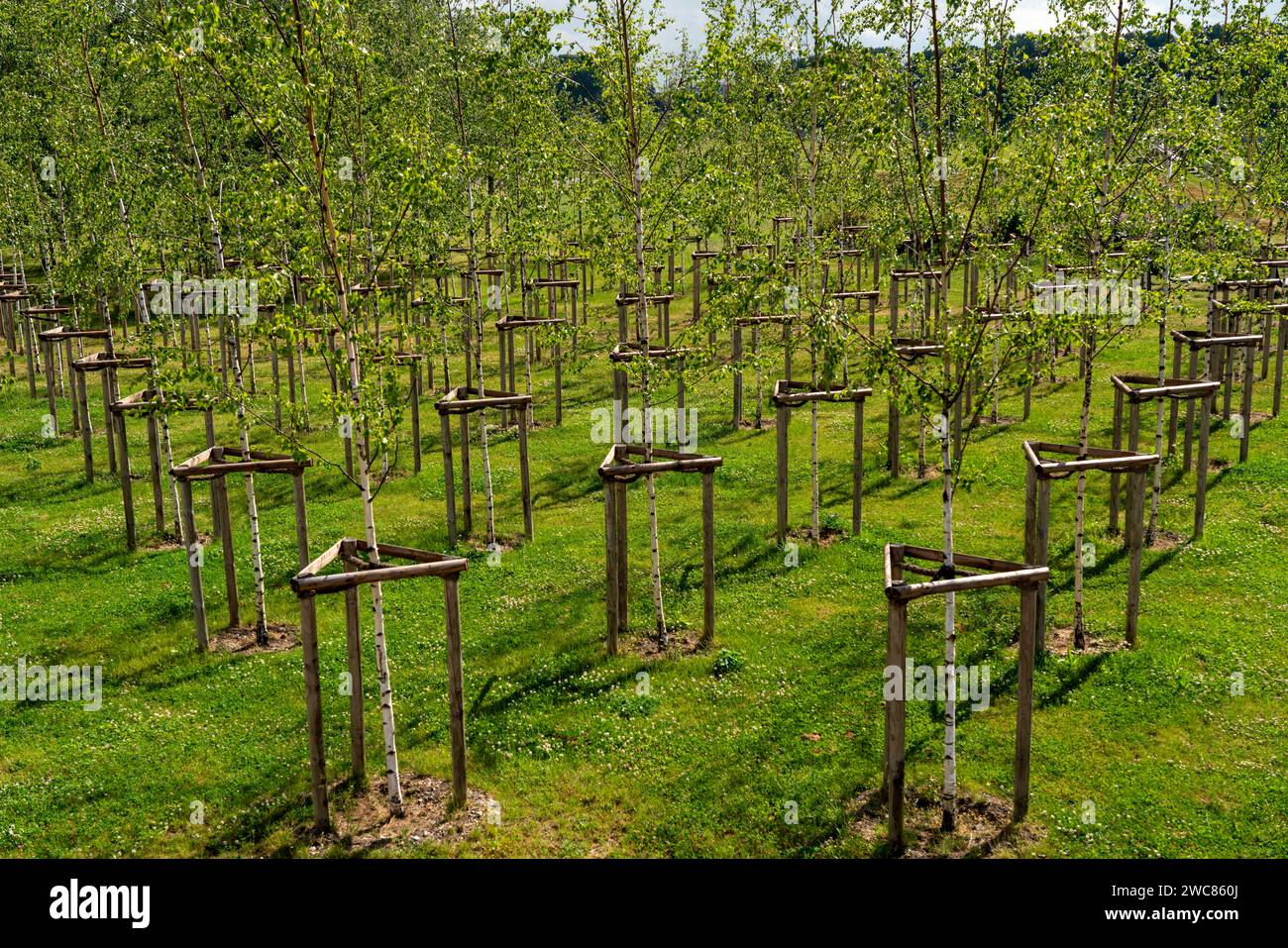 Viele junge, frisch gepflanzt Birkenbäume, mit Dreibock Stütze im ...