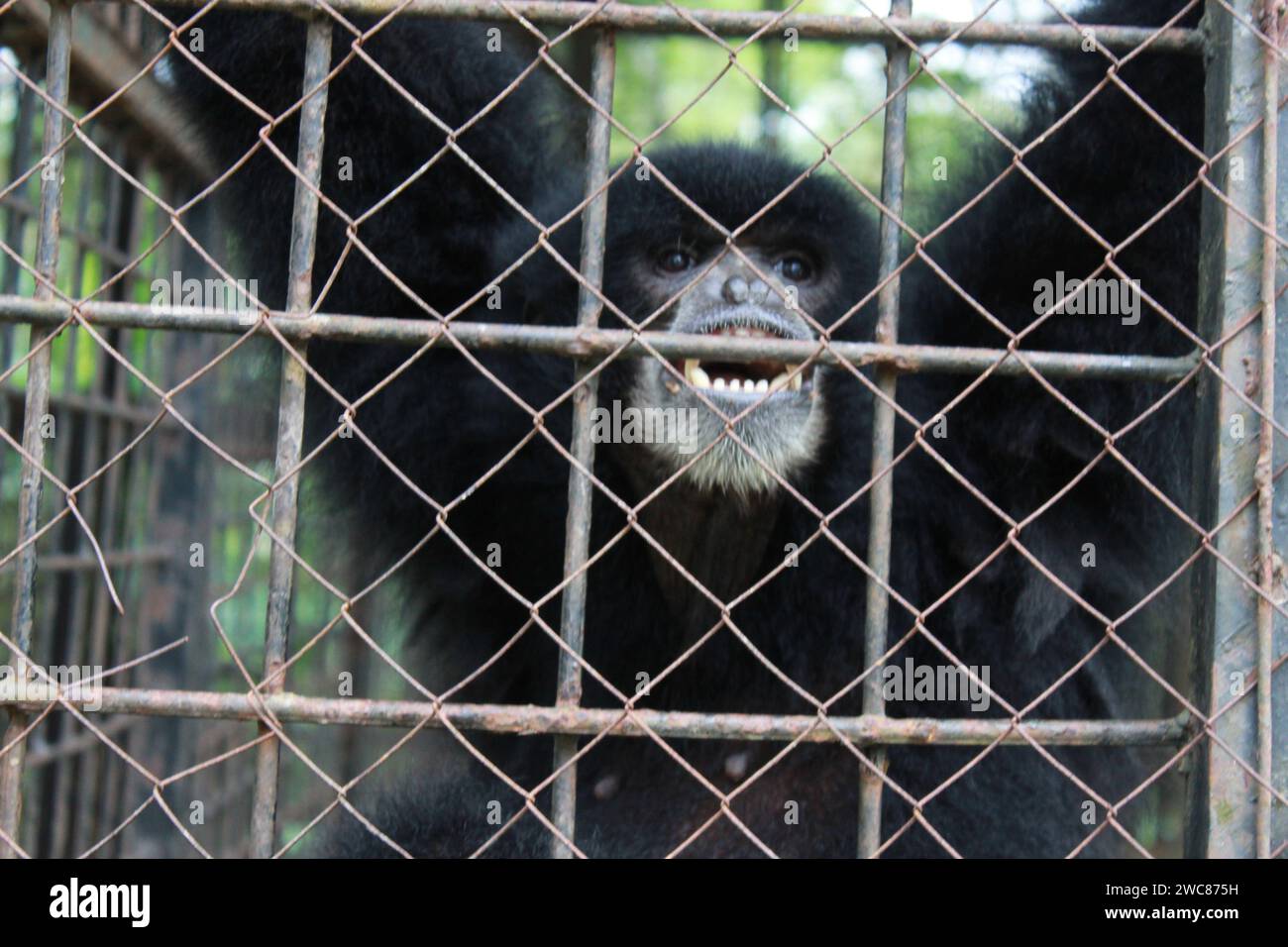 The Sulawesi monkey Macaca nigra at the Medan Zoo, located on Jalan ...