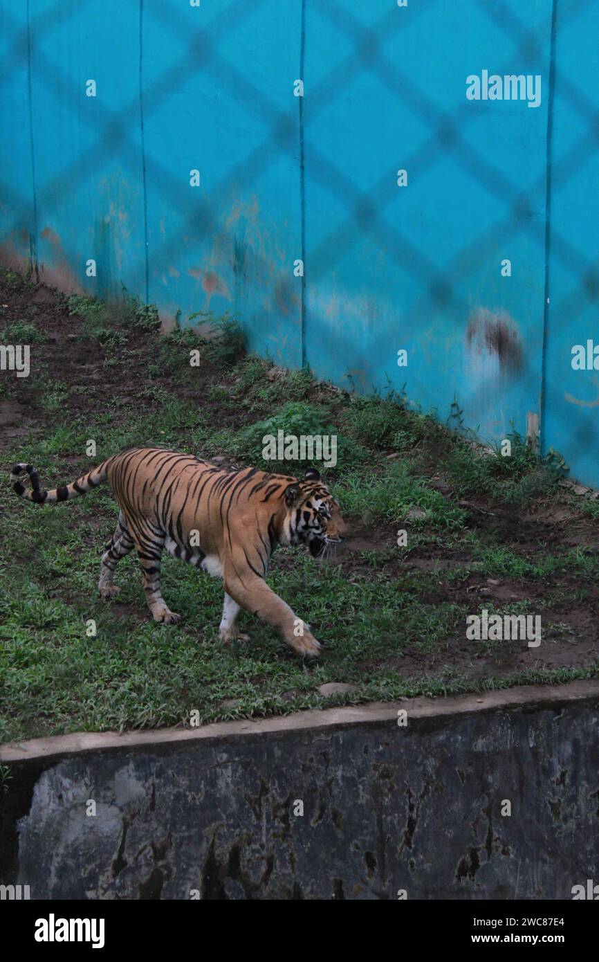 Medan, Indonesia. 14th Jan, 2024. Tiger at the Medan Zoo, located on Jalan Semalingkar, is ...