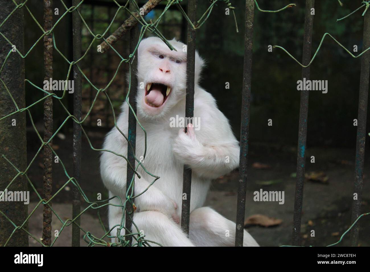Medan, Indonesia. 14th Jan, 2024. A white or Albino monkey, looks ...