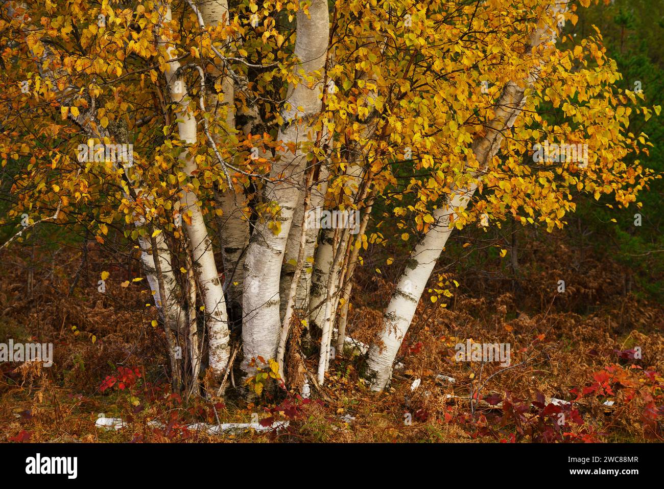 Autumn forest color in Hiawatha National Forest near Munising, Michigan ...