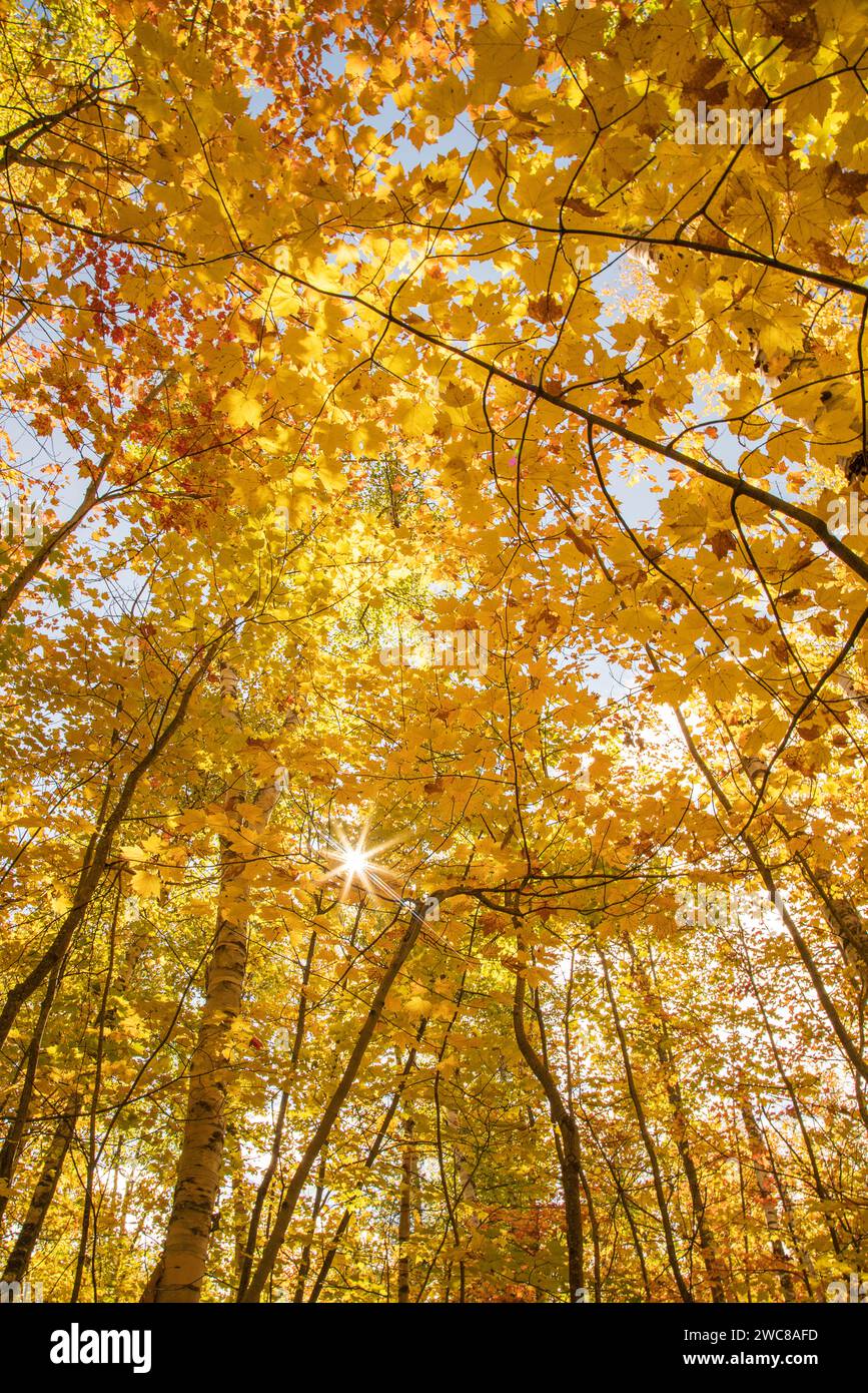 Sunburst through brilliantly colored autumn birch trees at Pictured ...