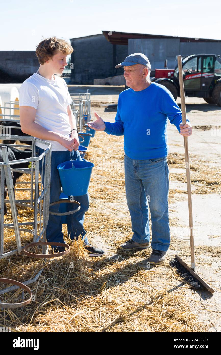 Elderly farmer teaches young grandson to care for calves on farm Stock ...