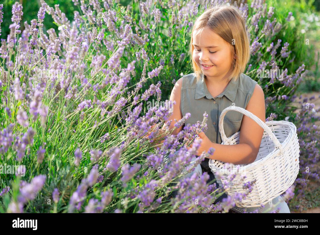 Little girl beside lavender shrub Stock Photo - Alamy