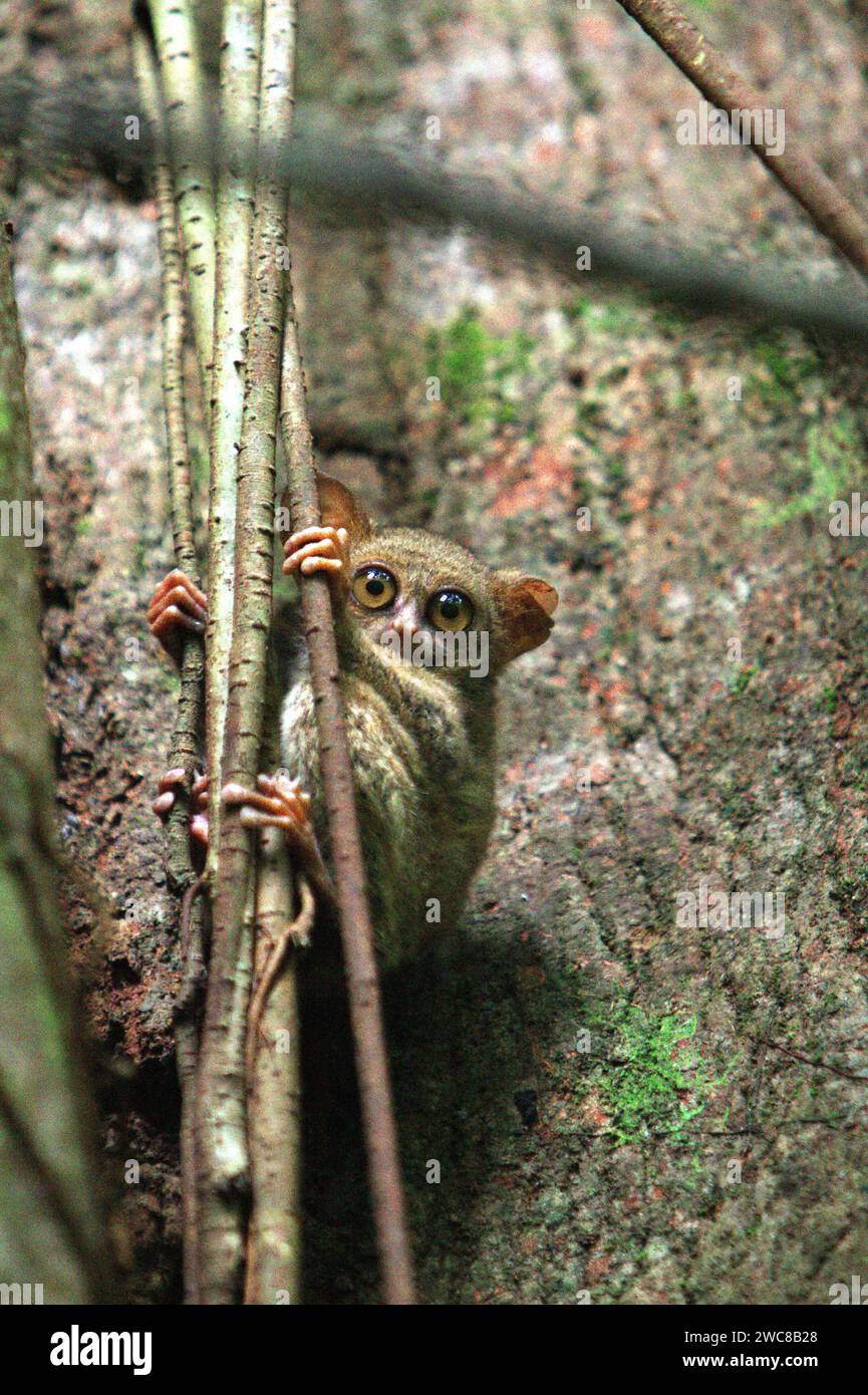 A Gursky's spectral tarsier (Tarsius spectrumgurskyae), nocturnal ...
