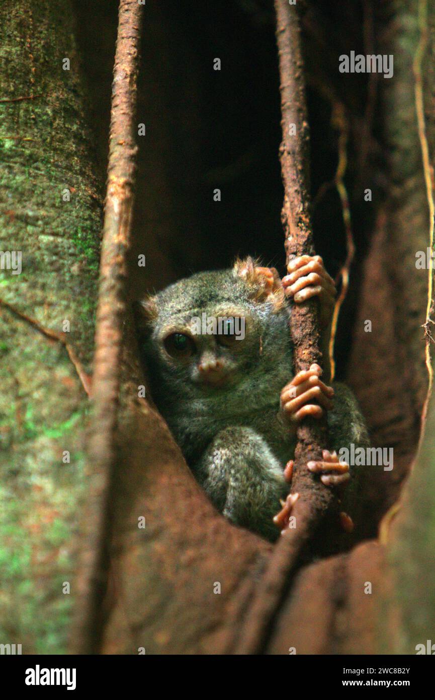 A Gursky's spectral tarsier (Tarsius spectrumgurskyae), nocturnal ...
