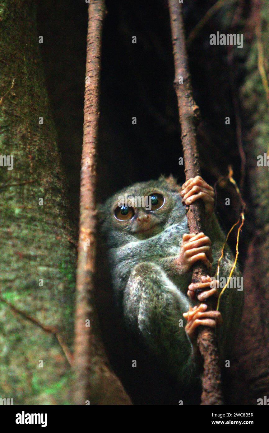 A Gursky's spectral tarsier (Tarsius spectrumgurskyae), nocturnal ...