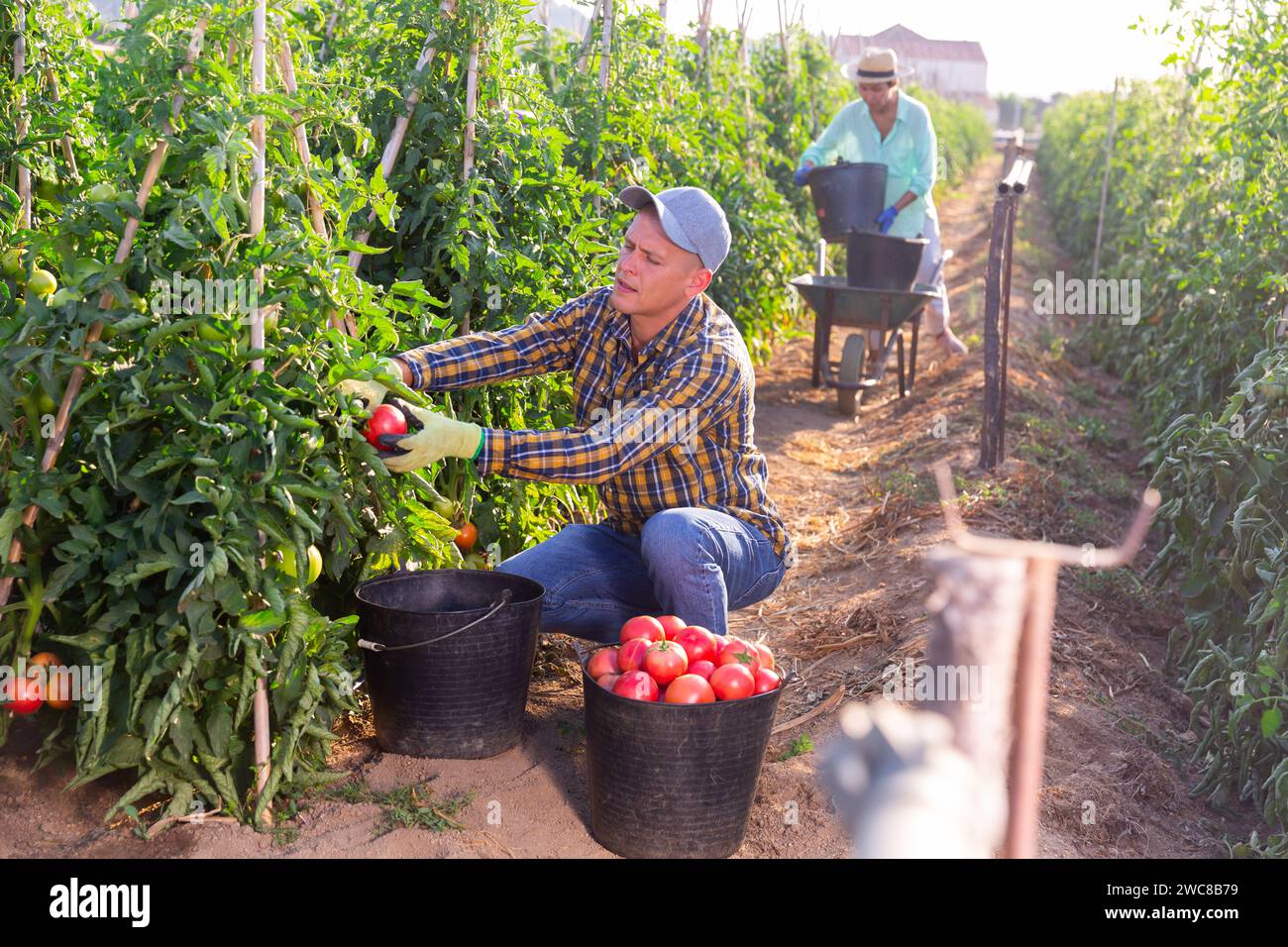 Tomato picker hi-res stock photography and images - Alamy