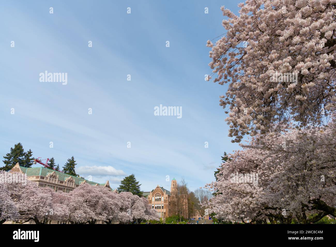 sakura blossom nature, copy space. sakura blossom in springtime. photo ...