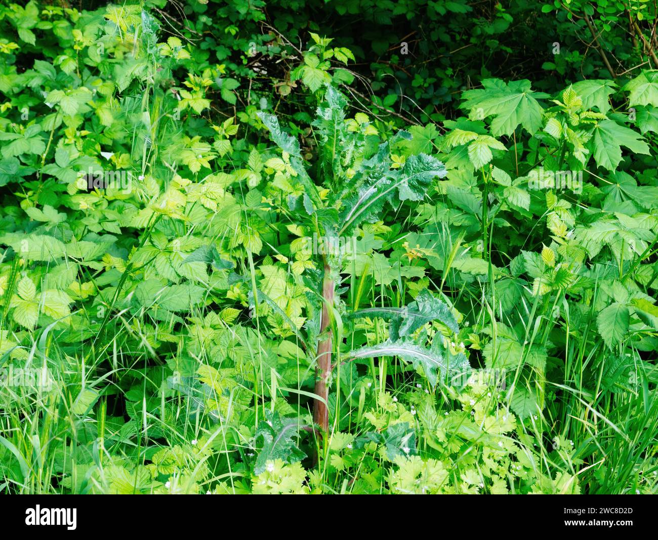 Mix of underbrush hi-res stock photography and images - Alamy