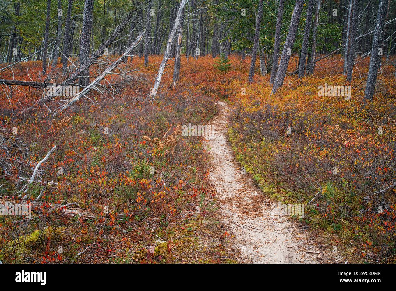 Colorful blueberry leaves carpet the forest floor at Miners Beach in ...