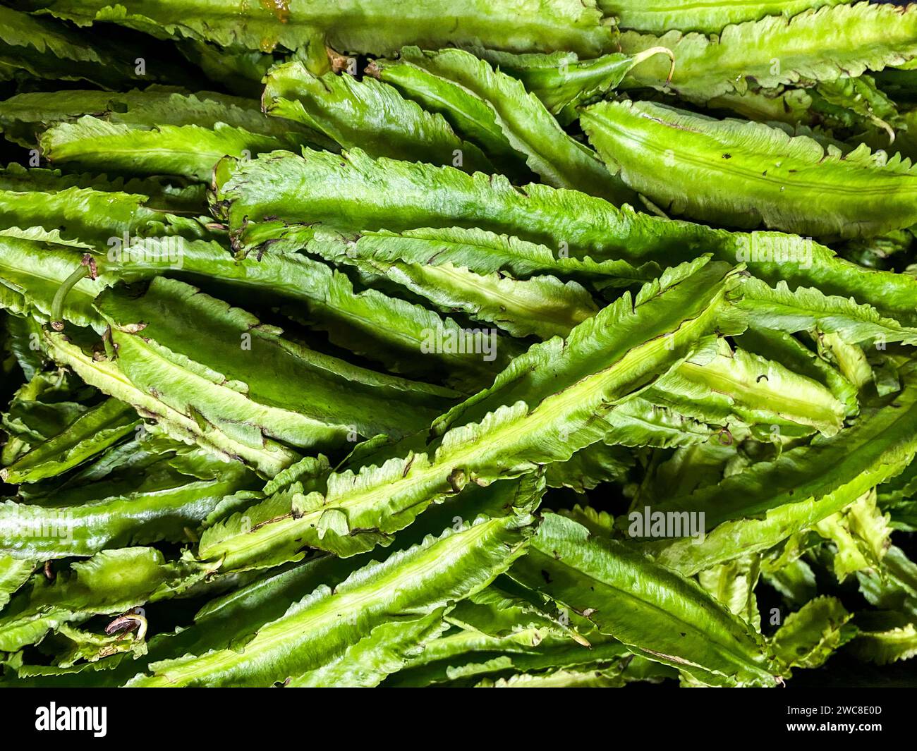 Group of Winged bean background in market Stock Photo - Alamy