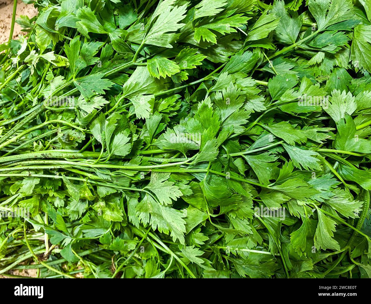 Sheaf of coriander hi-res stock photography and images - Alamy