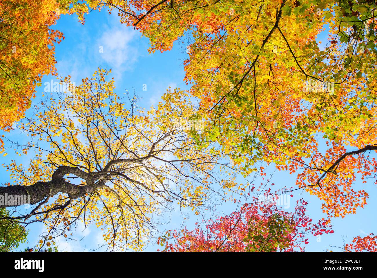 Autumn forest canopy and blue sky in Hiawatha National Forest near ...