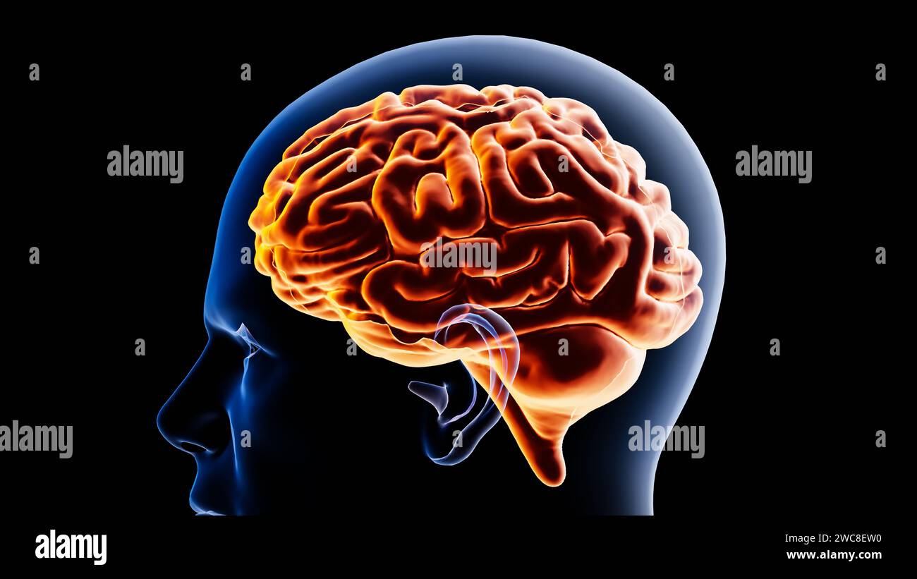 Concept background showing the brain inside a human head,3d rendering ...