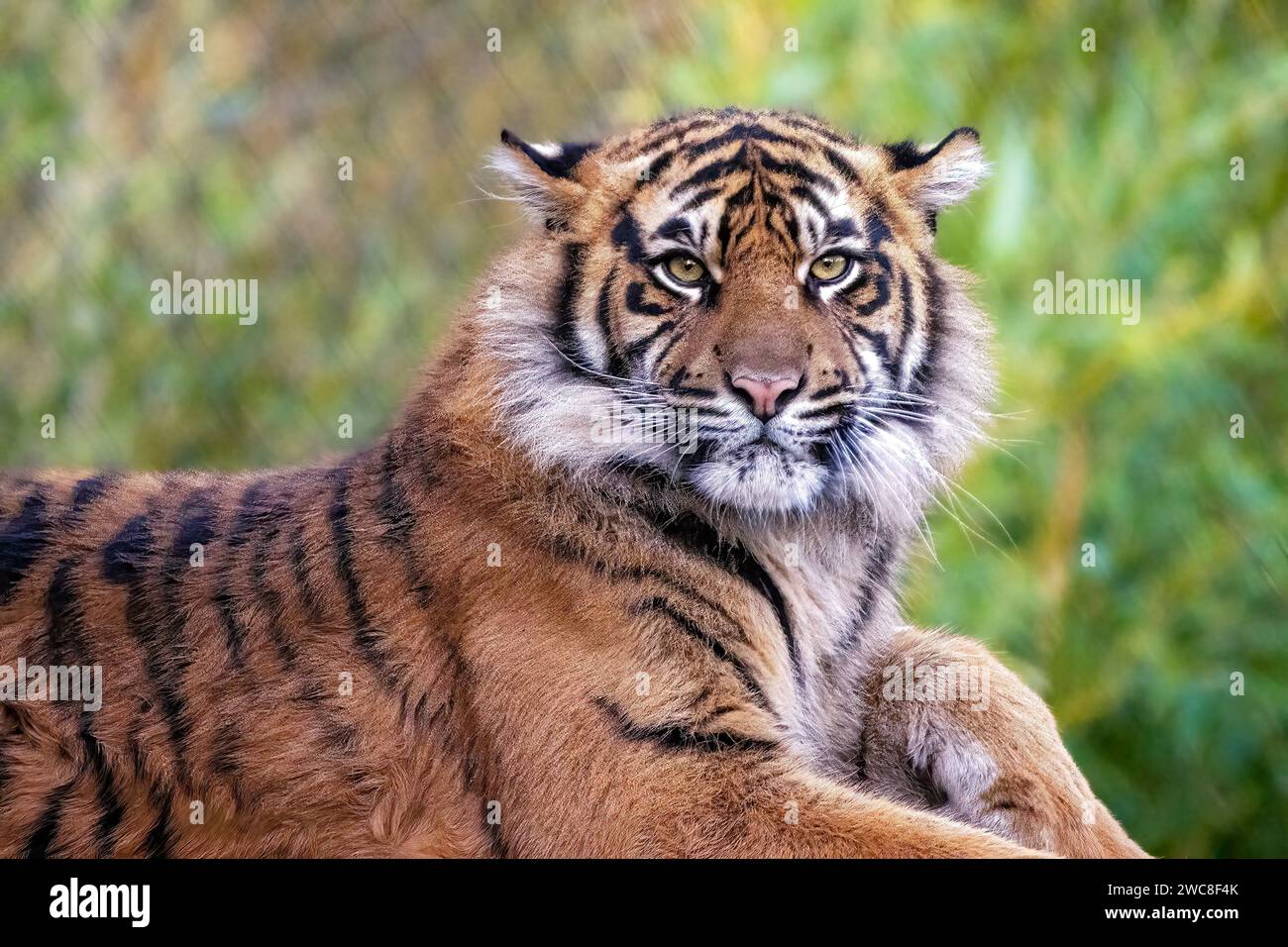 Sumatra tiger cat animal hi-res stock photography and images - Alamy