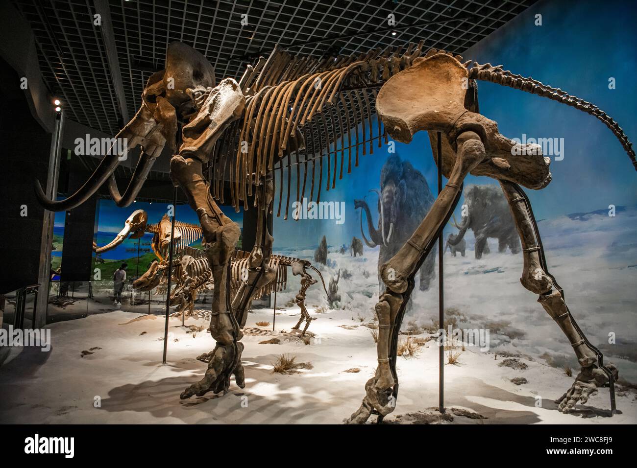 Dinosaur skeleton in dramatic light in the museum of the Natural ...