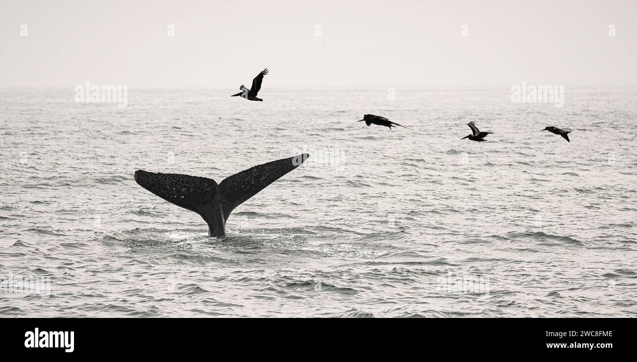 Whale watching on Monterey Bay in California Stock Photo - Alamy