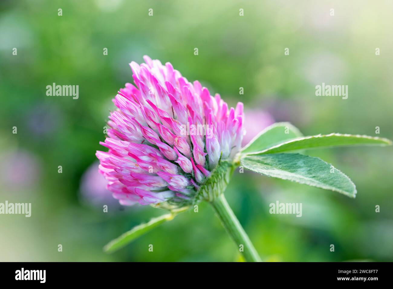 Clover meadow flower. Valuable forage and medicinal plant. Women's ...